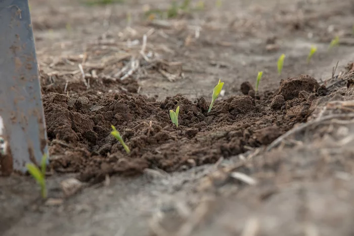 WinField United Ascend ST3 Plant Growth Regulator (PGR)